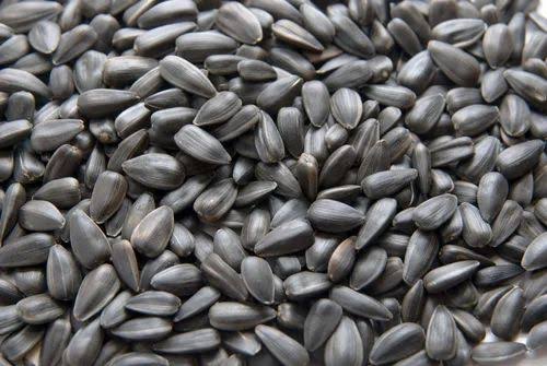 Maize Seed – SEEDLINK
