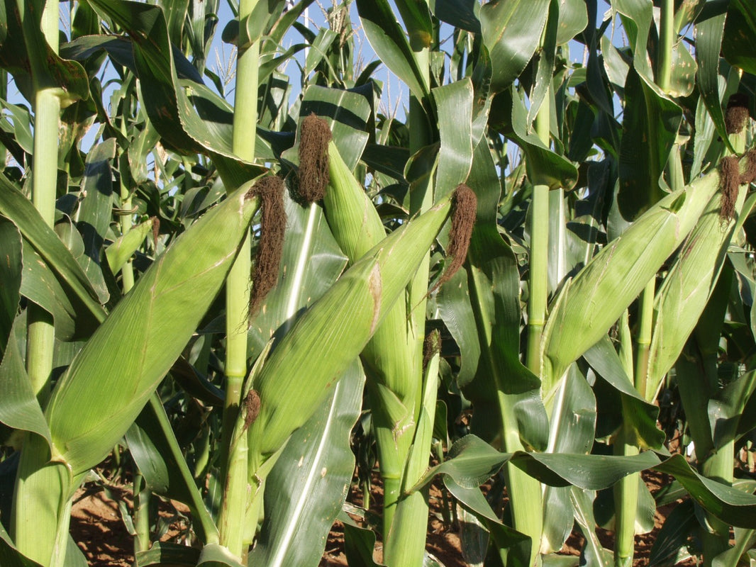 Maize Seed – SEEDLINK