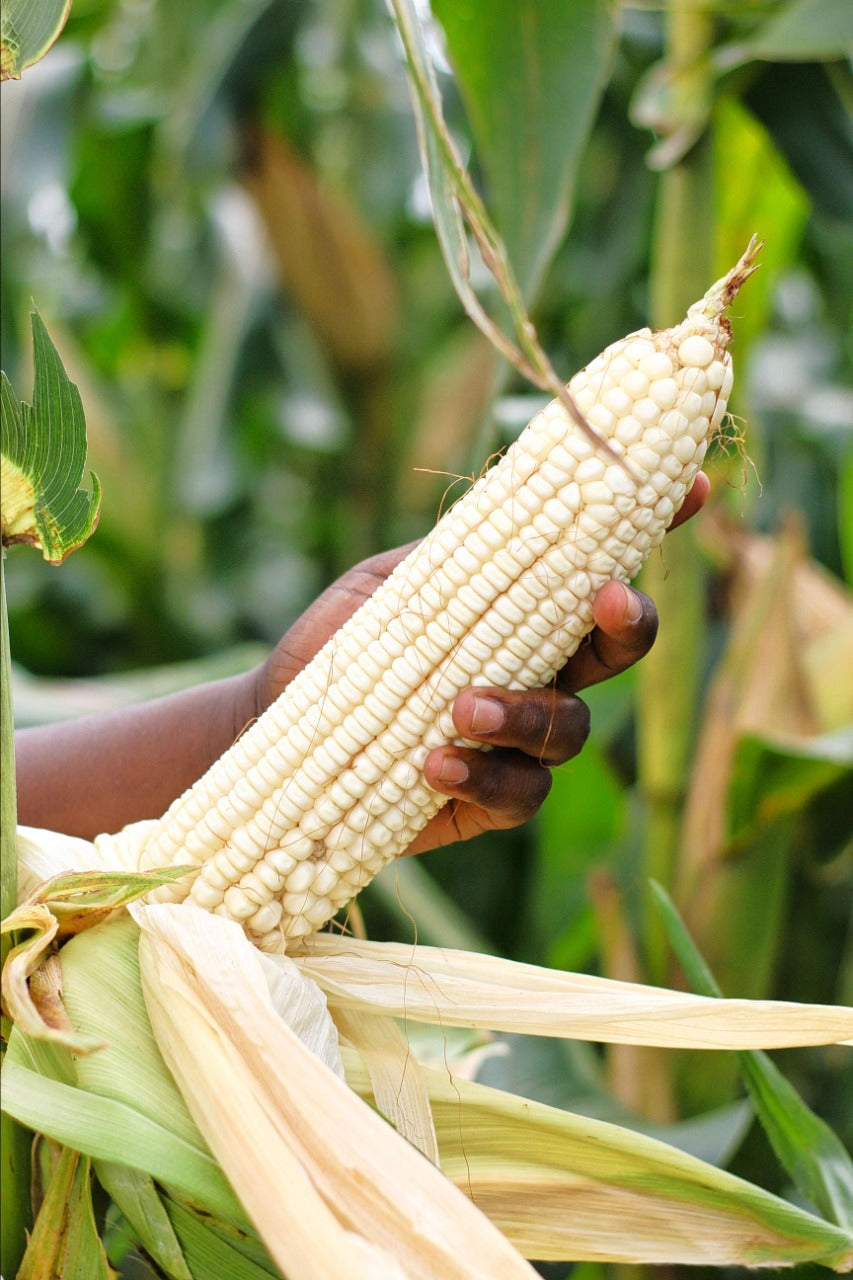 PAN 4M-11 White Maize – SEEDLINK