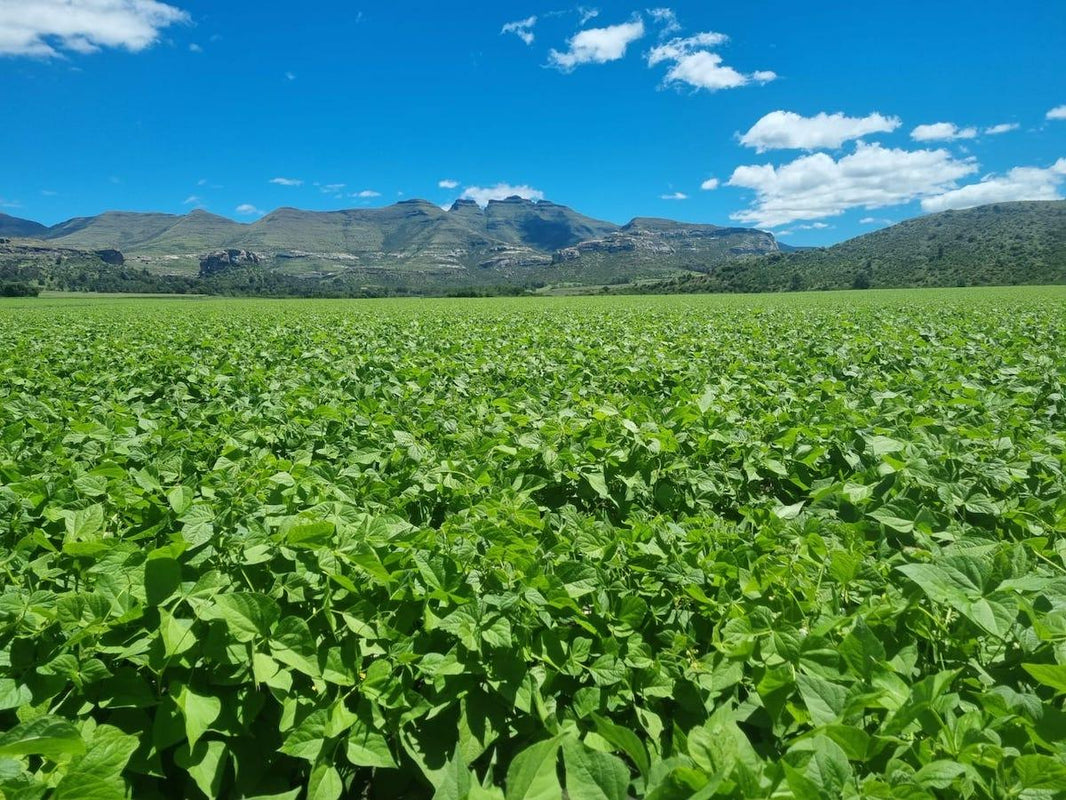 Maize Seed – SEEDLINK