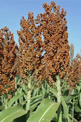 Maize Seed – SEEDLINK