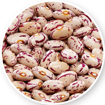 Sugarbeans – SEEDLINK